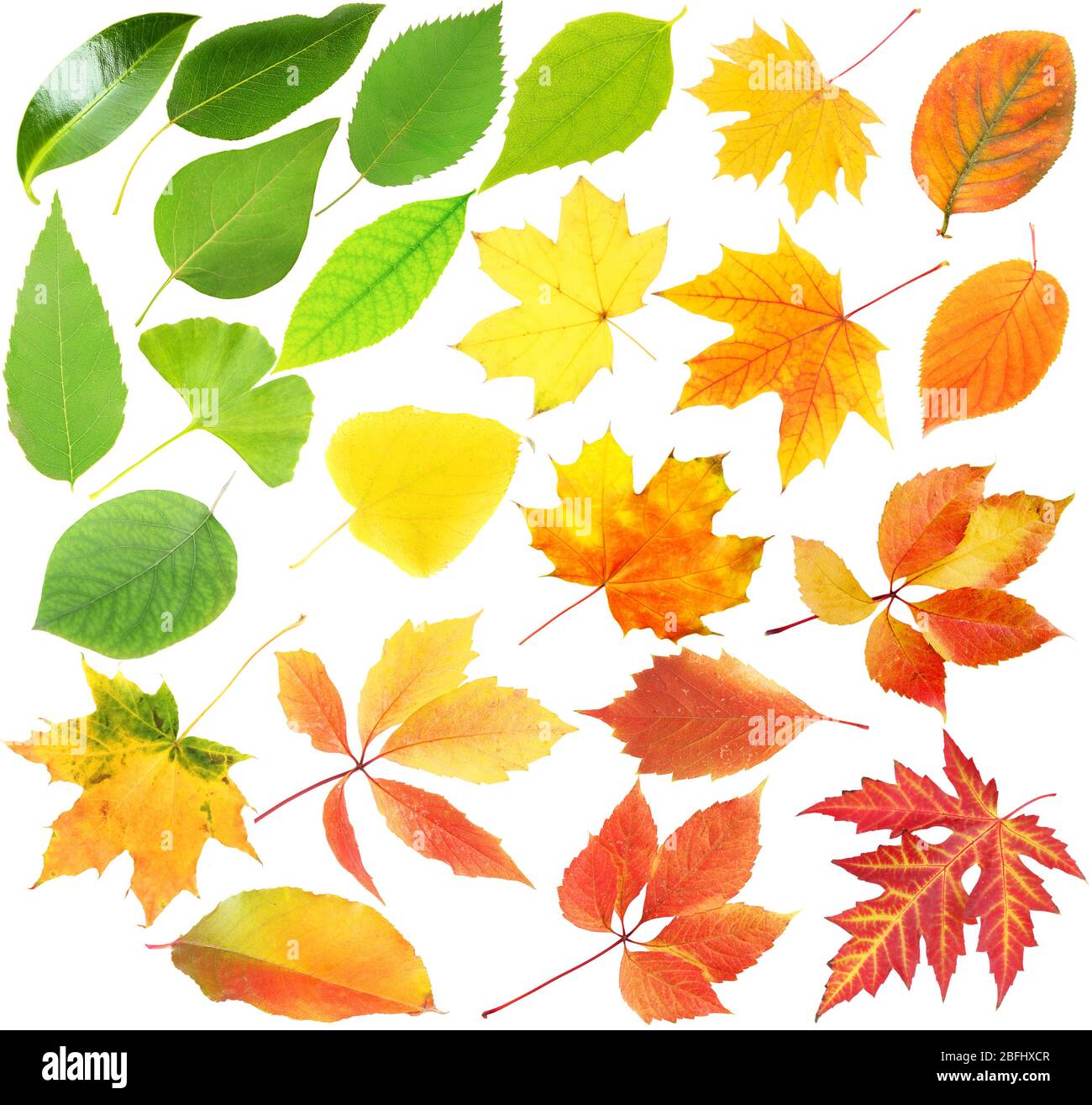 Collage of different leaves isolated on white Stock Photo - Alamy