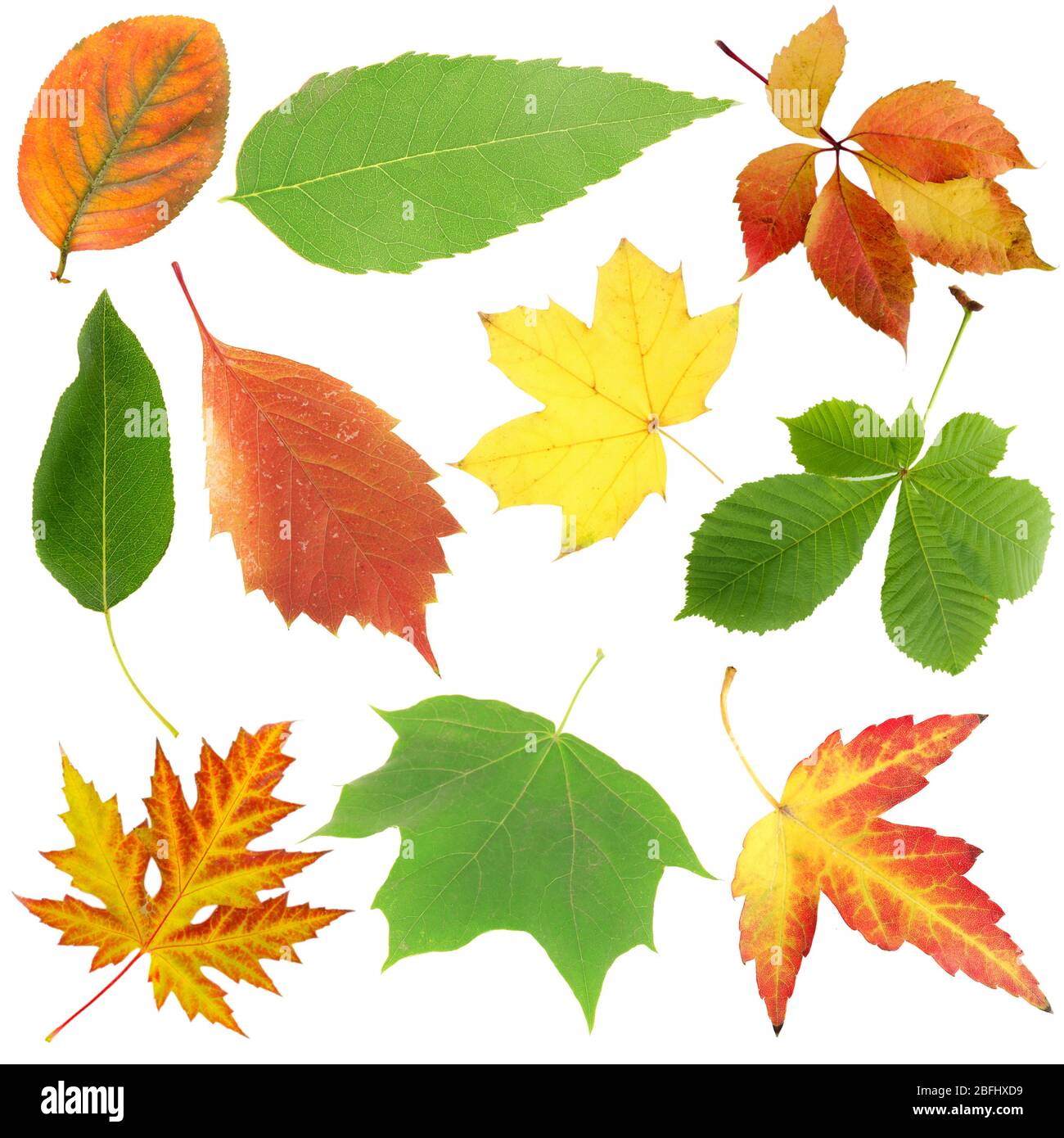 Collage of different leaves isolated on white Stock Photo - Alamy