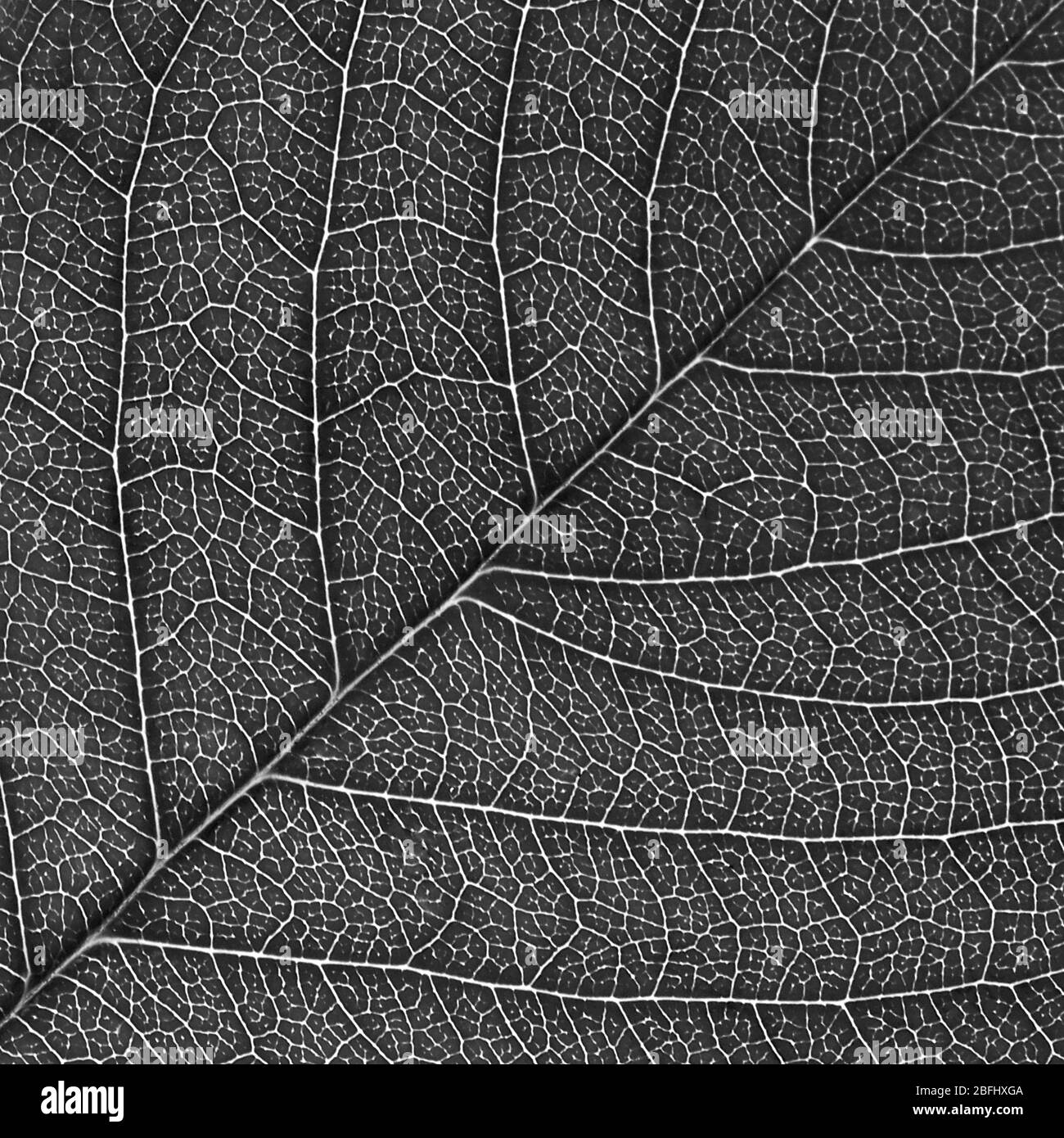 Old age of leaf Black and White Stock Photos & Images - Alamy