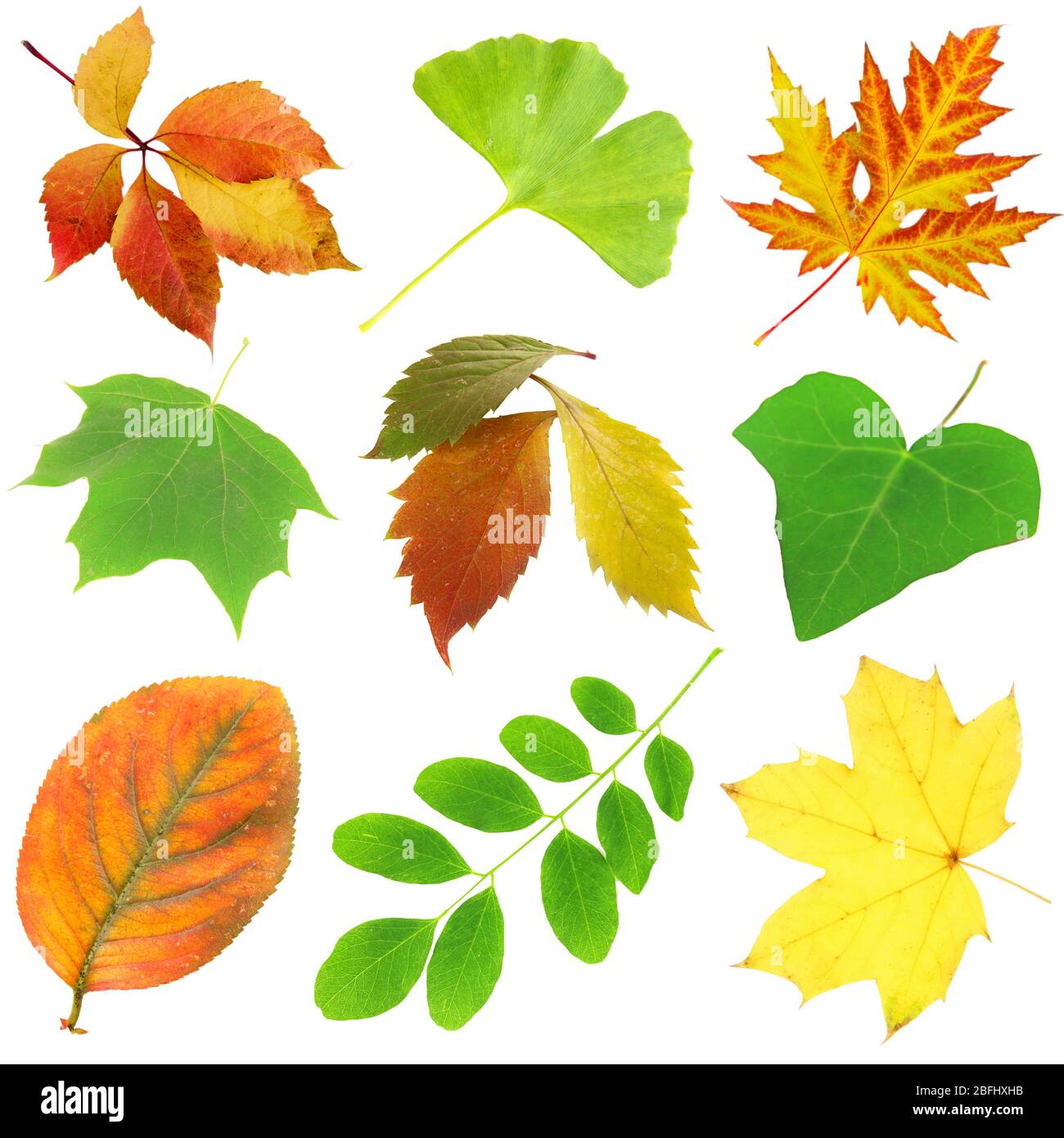 Collage of different leaves isolated on white Stock Photo - Alamy