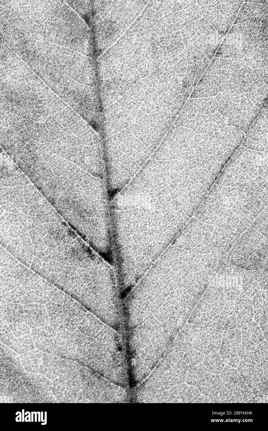 Golden leaf detail Black and White Stock Photos & Images - Alamy