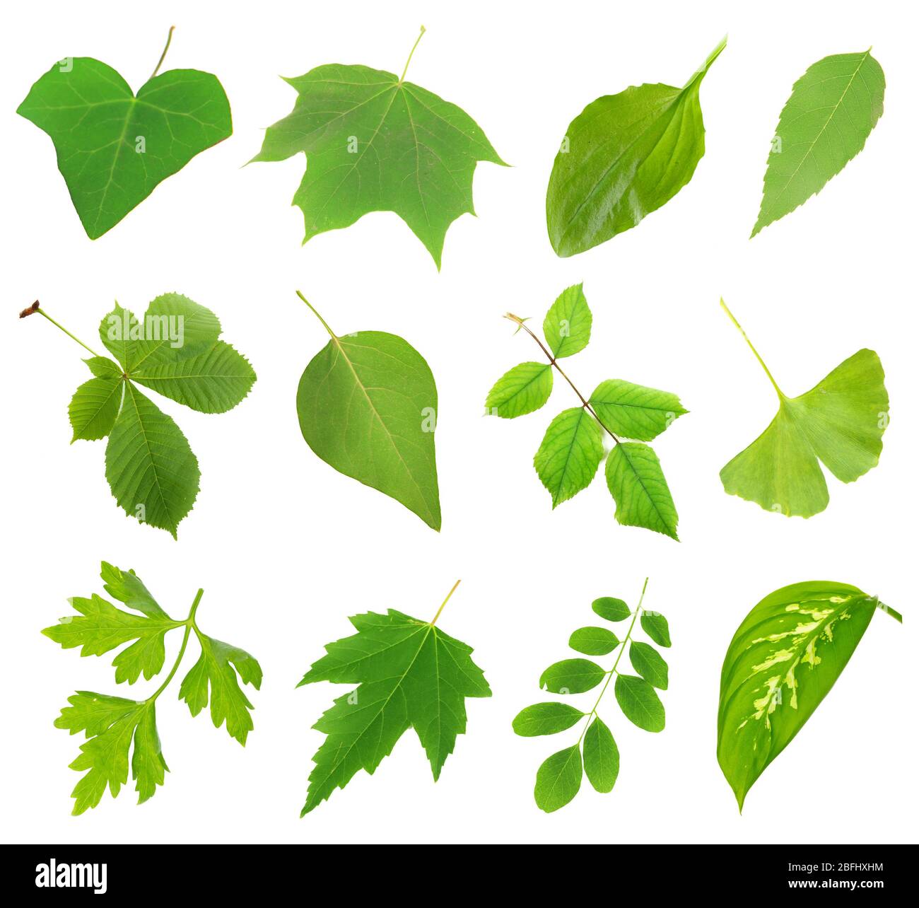 Collage of different leaves isolated on white Stock Photo - Alamy