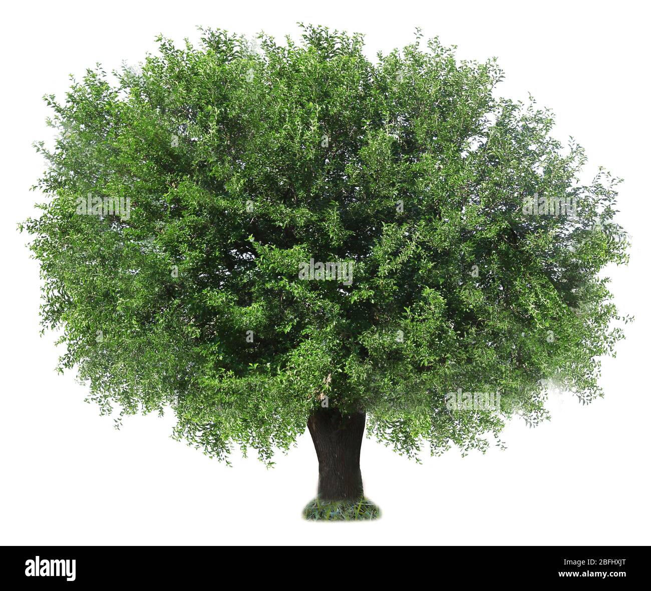 Green tree isolated on white Stock Photo - Alamy