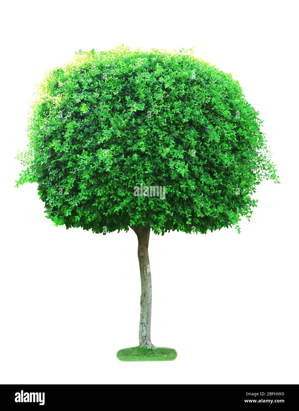 Green tree isolated on white Stock Photo - Alamy