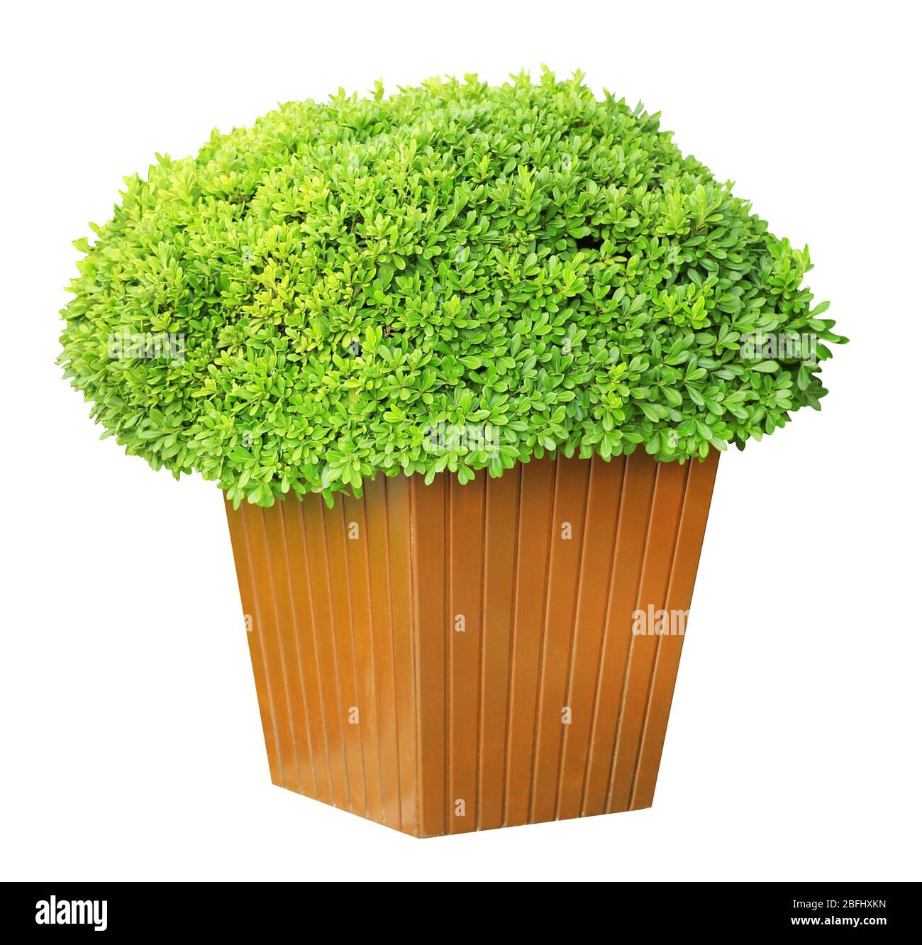 Garden pot with lush bushes isolated on white Stock Photo - Alamy