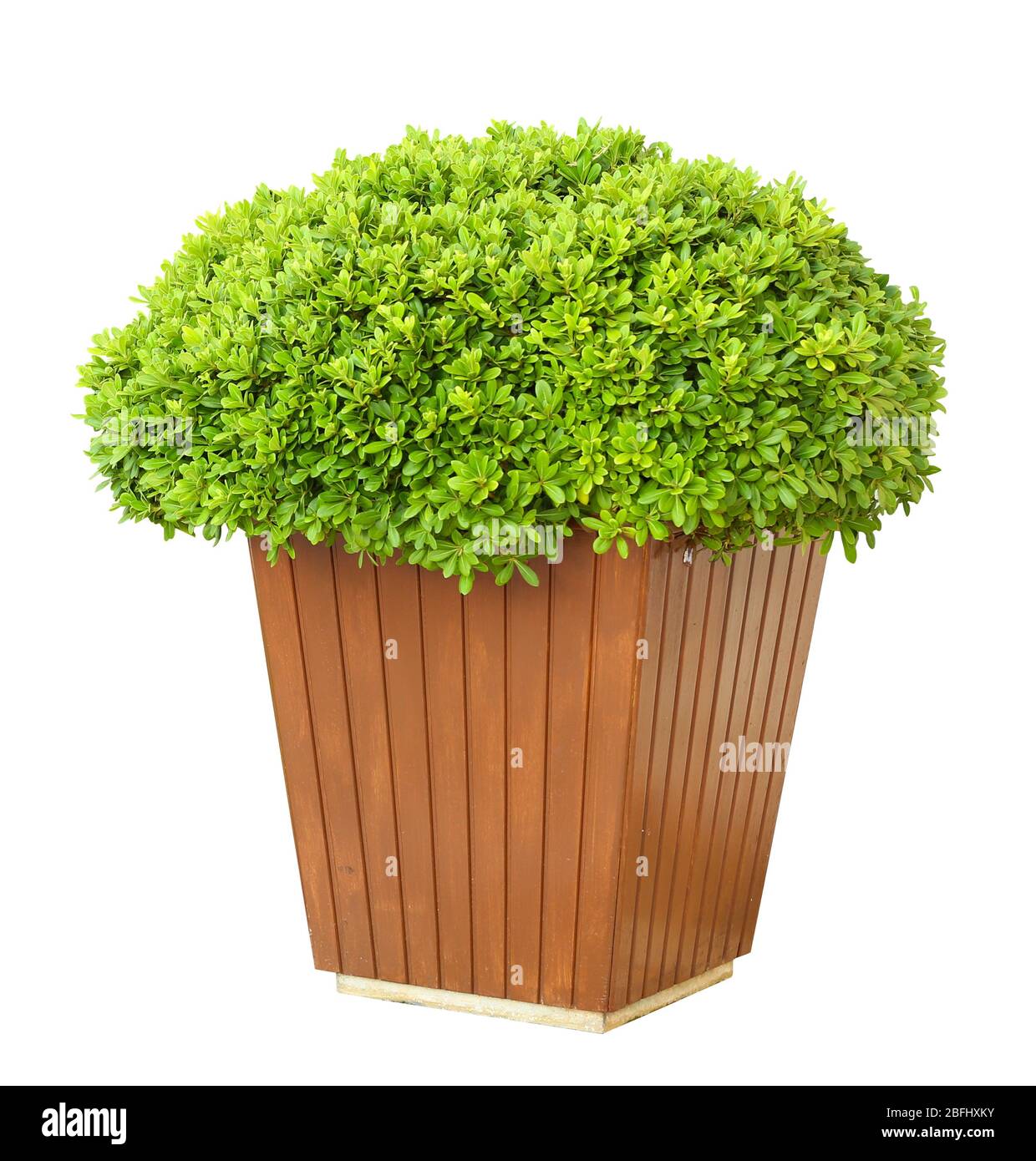 Garden pot with lush bushes isolated on white Stock Photo - Alamy