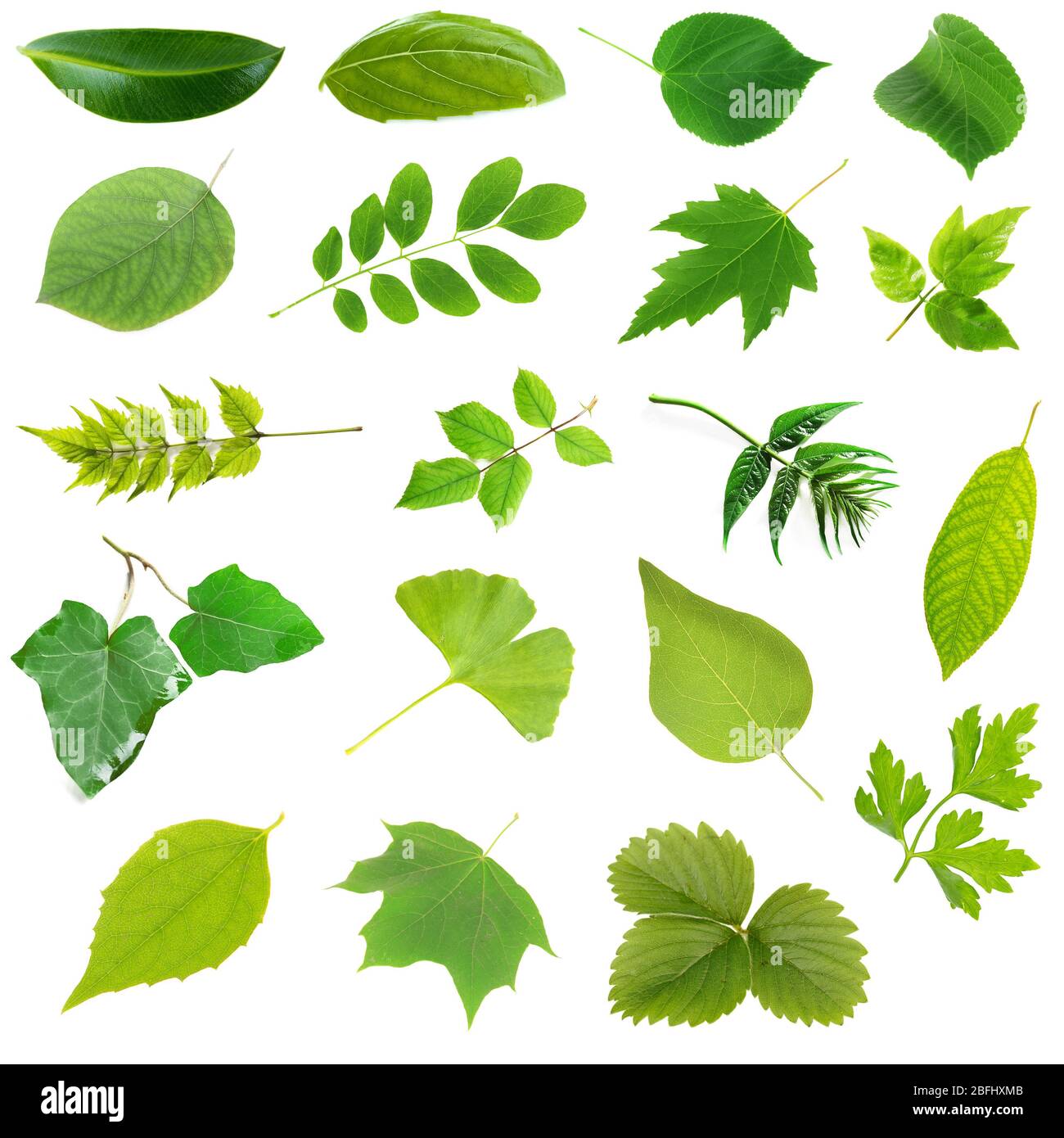 Collage of different leaves isolated on white Stock Photo - Alamy