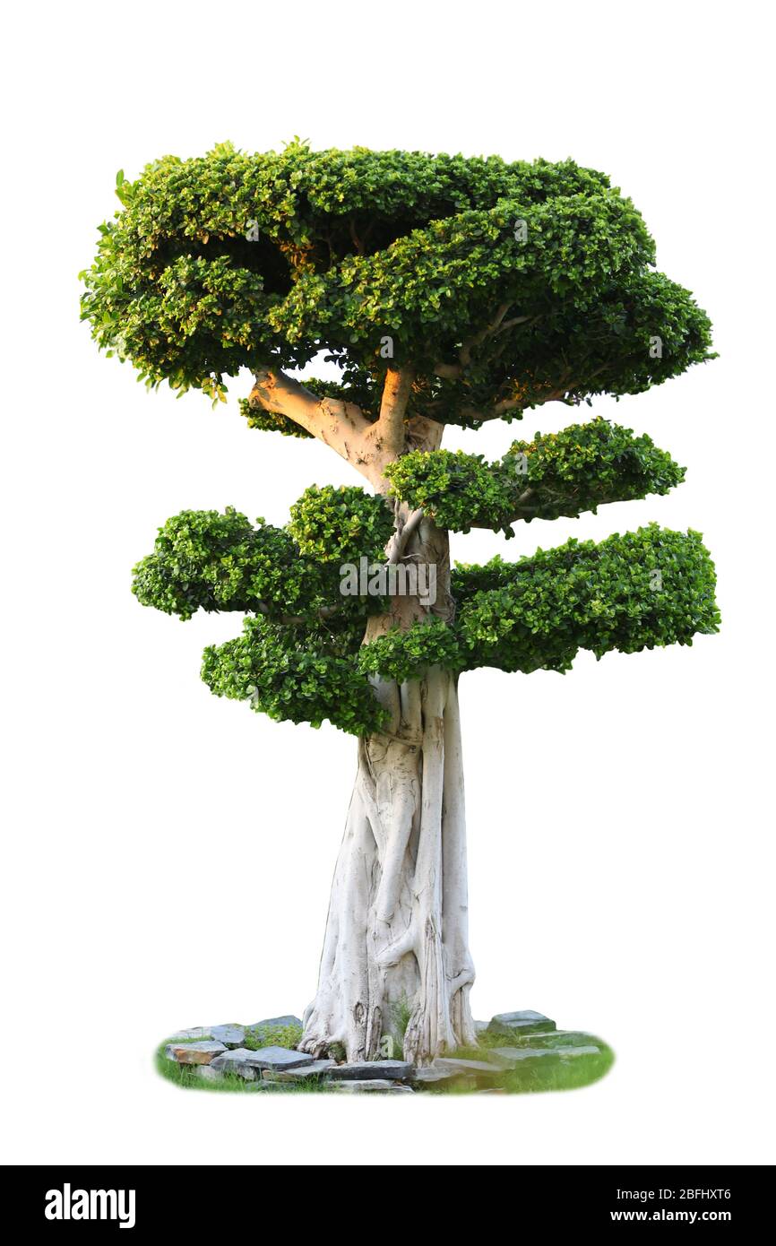 Green tree isolated on white Stock Photo - Alamy