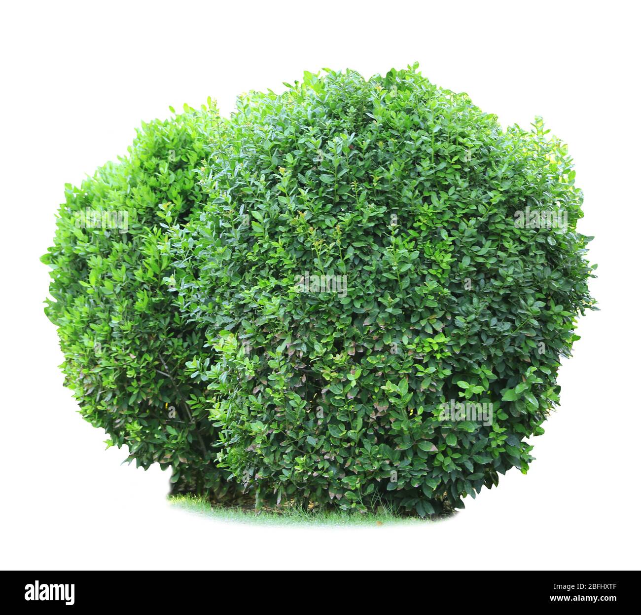 Green lush bushes isolated on white Stock Photo - Alamy