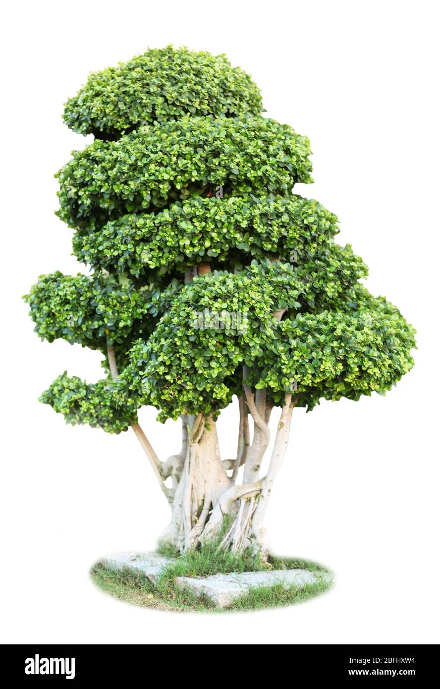 Green tree isolated on white Stock Photo - Alamy