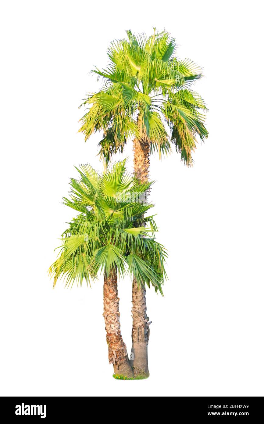 View trees greenery on Cut Out Stock Images & Pictures - Alamy