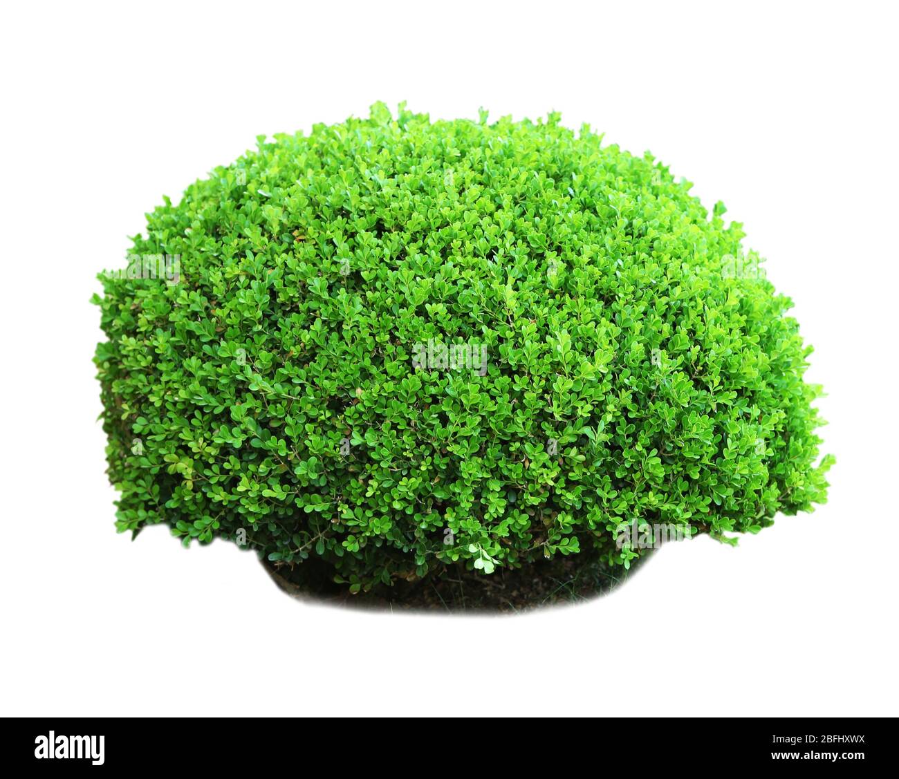 Green lawn lush bush Cut Out Stock Images & Pictures - Alamy