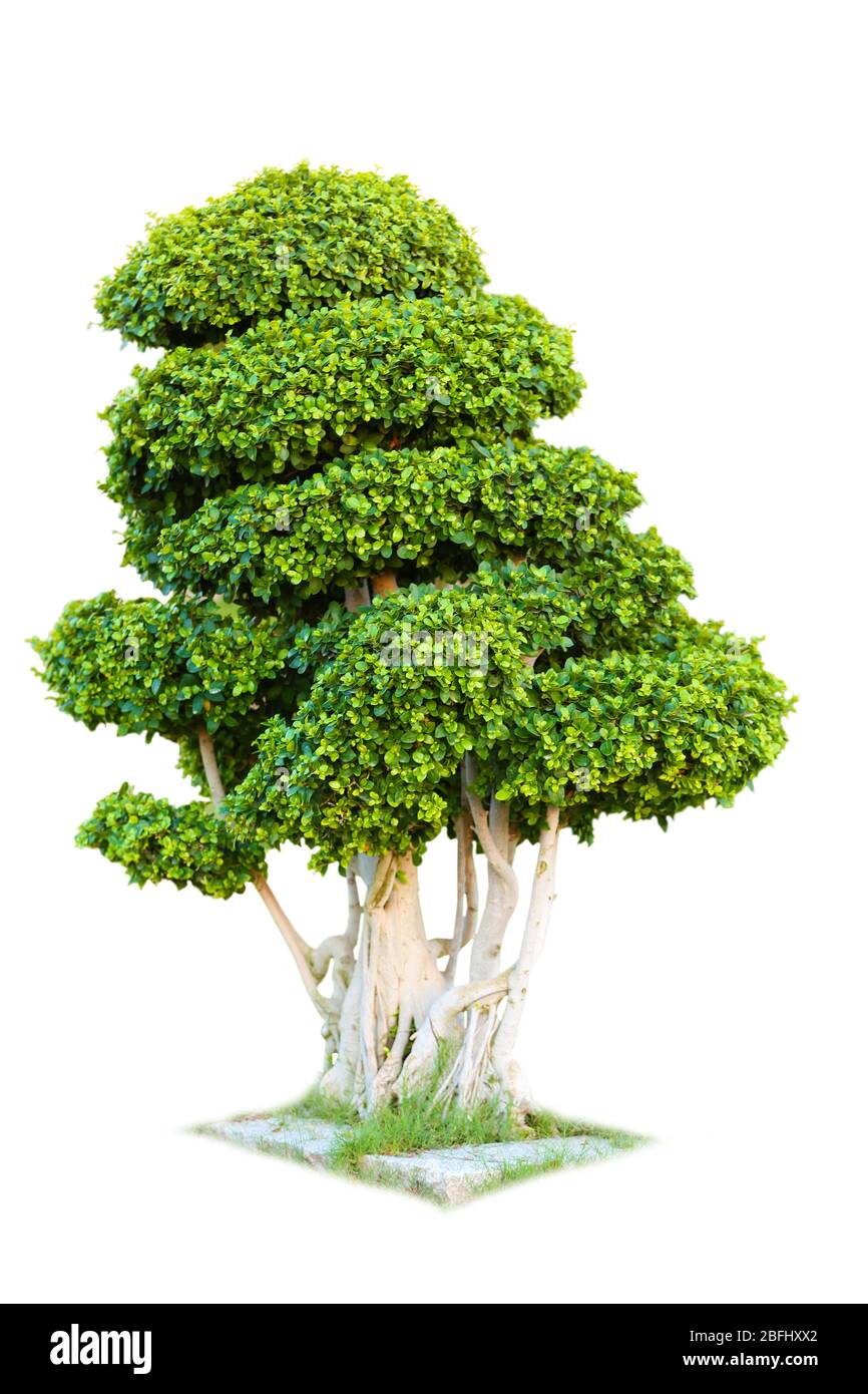 Green tree isolated on white Stock Photo - Alamy