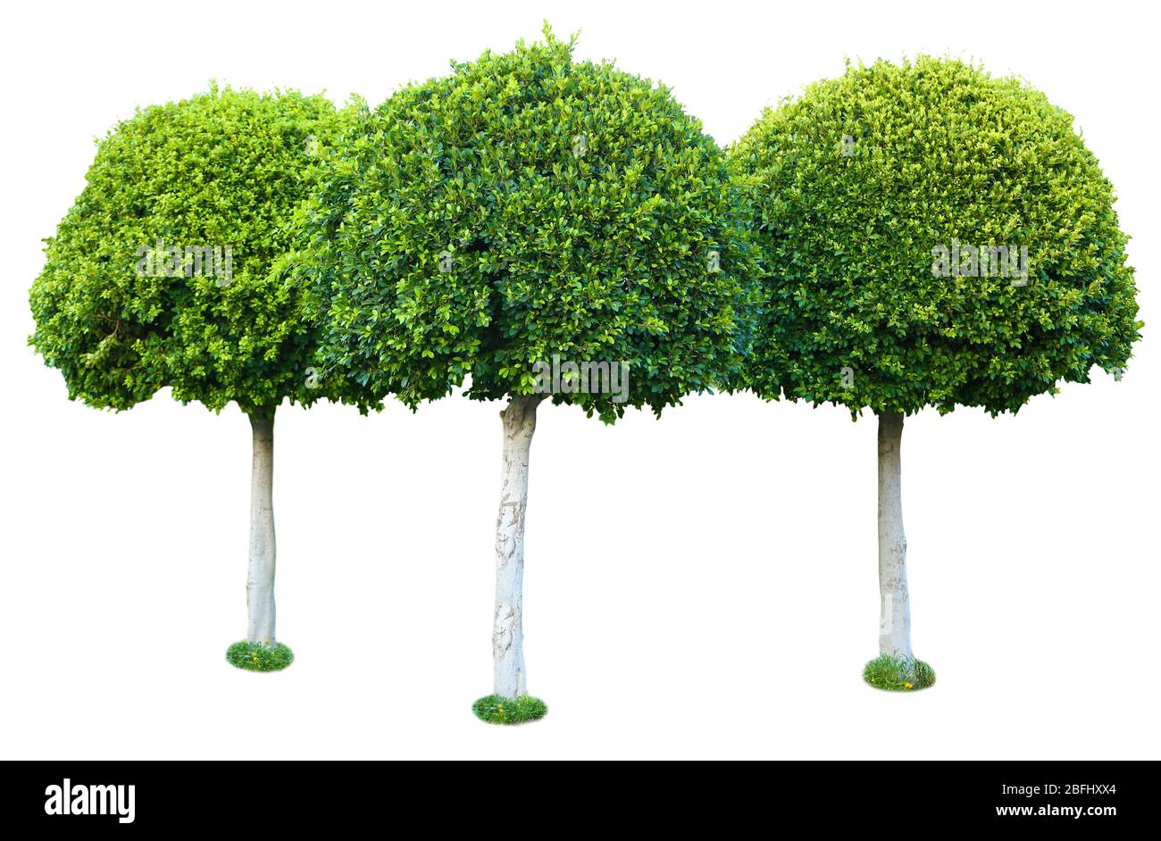 Green trees isolated on white Stock Photo - Alamy