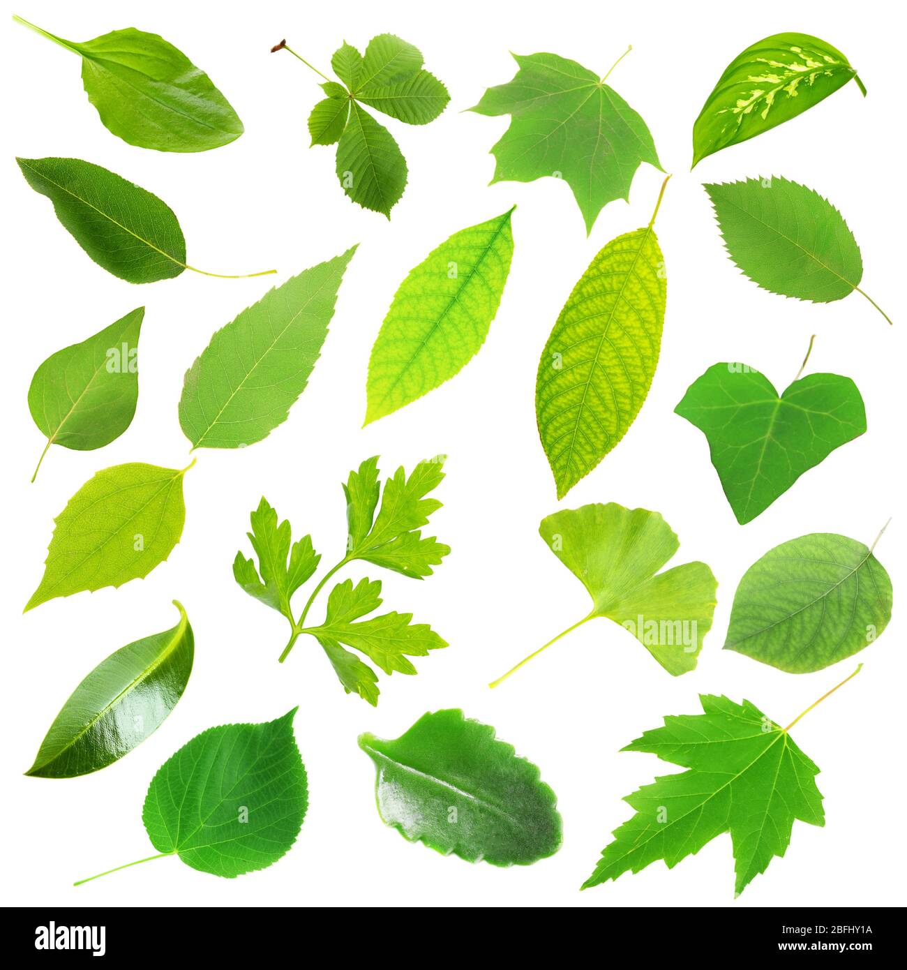 Collage of different leaves isolated on white Stock Photo - Alamy