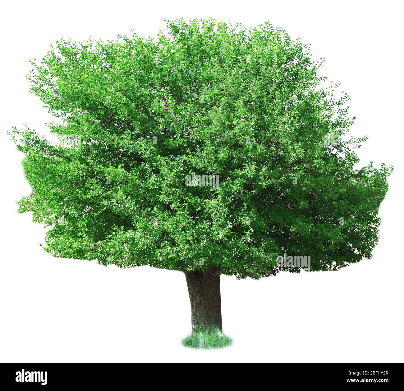 Beautiful view green tree blue Cut Out Stock Images & Pictures - Alamy
