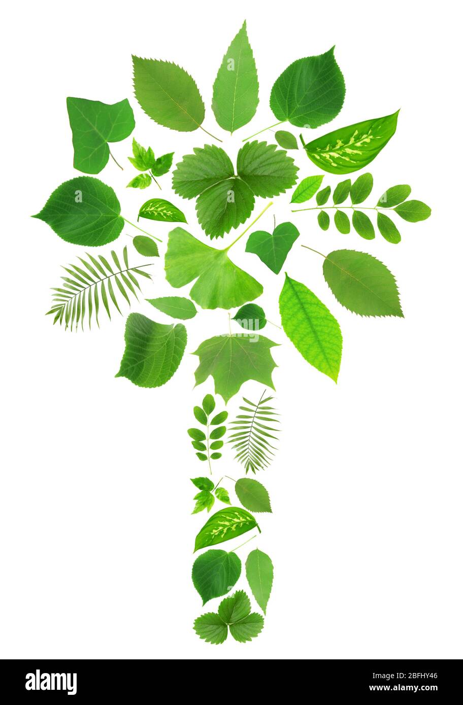 Green leaves in shape of tree isolated on white Stock Photo - Alamy