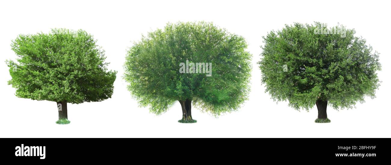 Collage of green trees isolated on white Stock Photo - Alamy