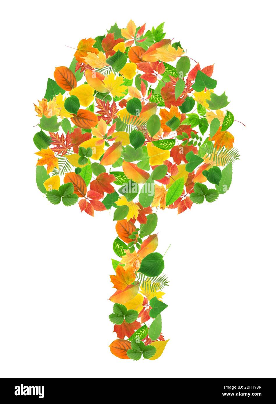 Autumn leaves in shape of tree isolated on white Stock Photo - Alamy