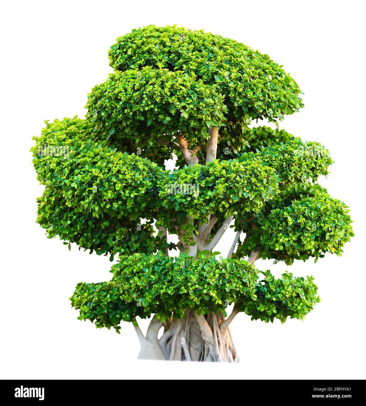 Green tree isolated on white Stock Photo - Alamy
