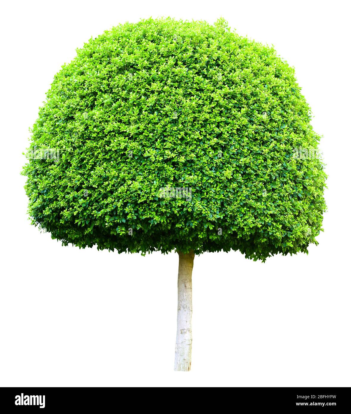 Green tree isolated on white Stock Photo - Alamy