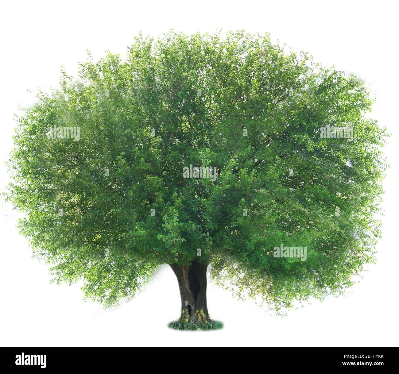 Green tree isolated on white Stock Photo - Alamy