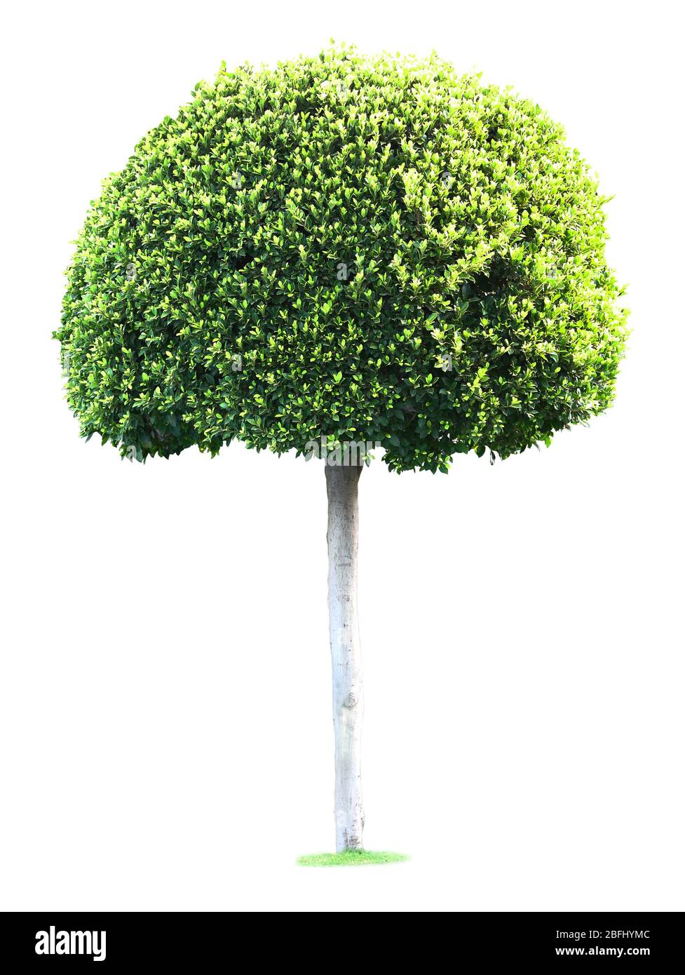 Green tree isolated on white Stock Photo - Alamy