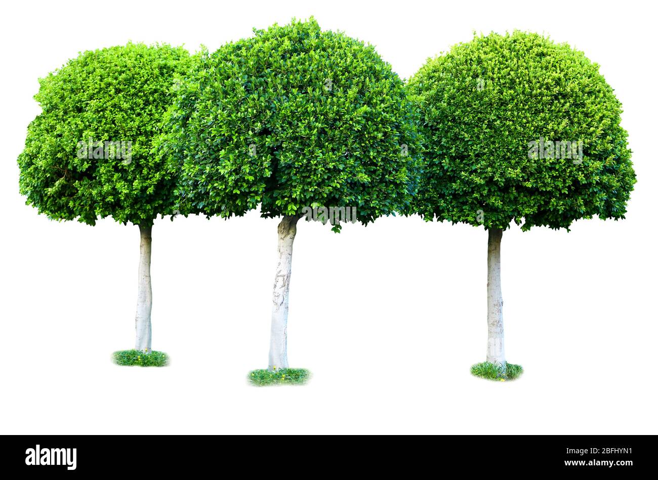 Green forest trees environment flora Cut Out Stock Images & Pictures ...
