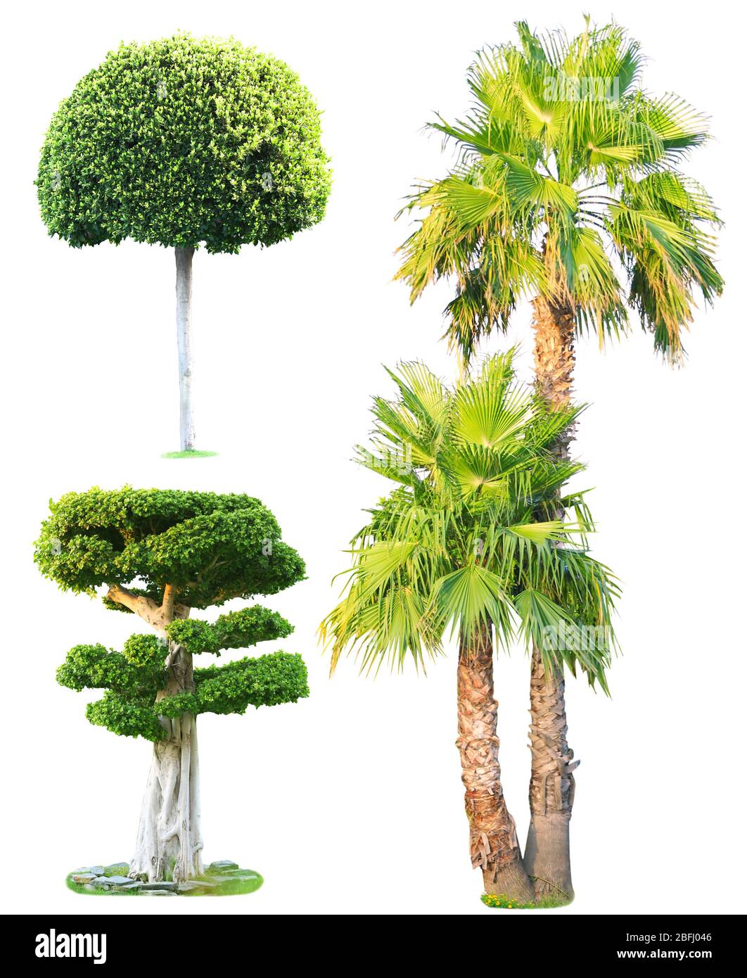 Summer trees bushes set Cut Out Stock Images & Pictures - Alamy