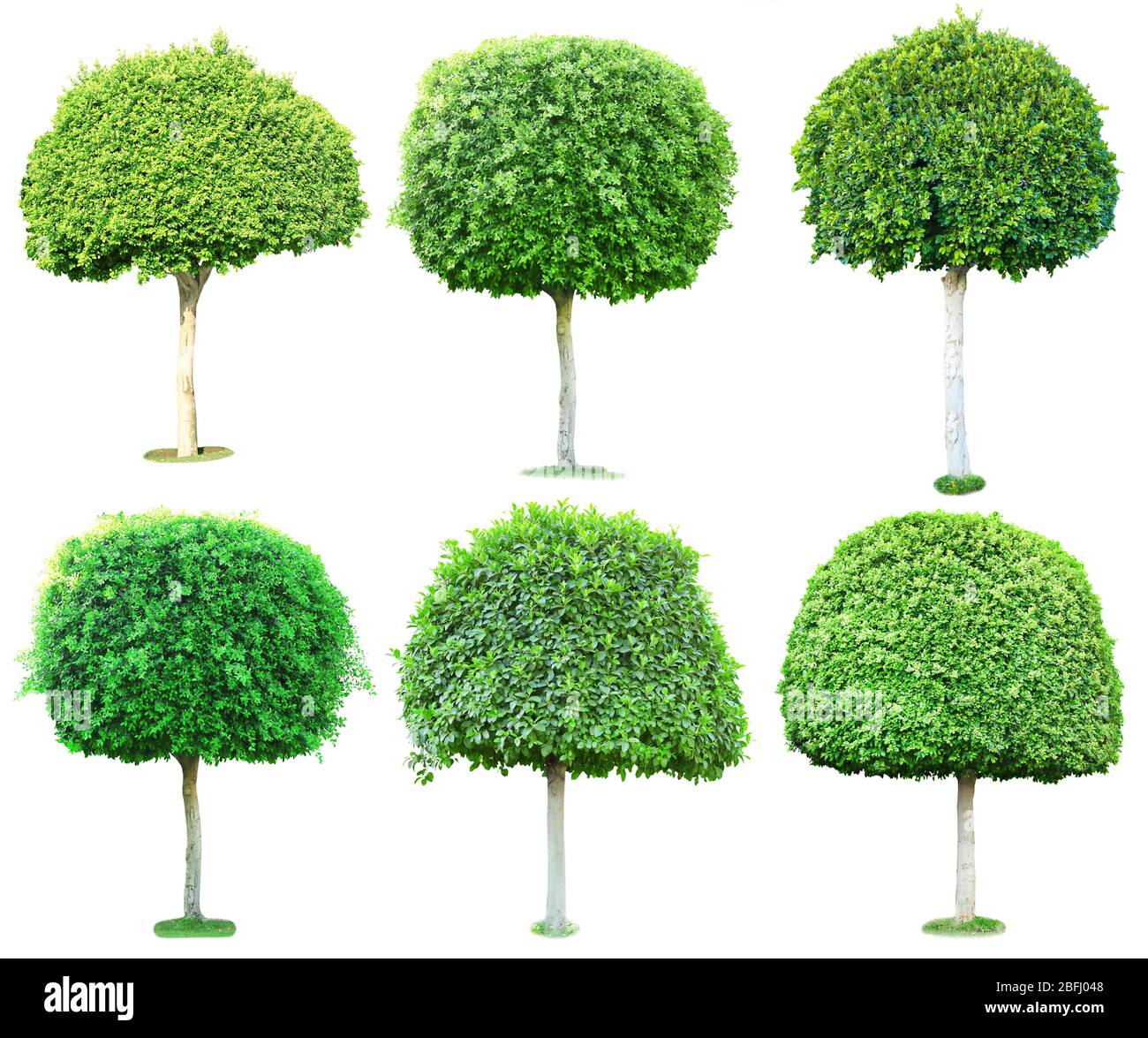 Summer trees bushes set Cut Out Stock Images & Pictures - Alamy