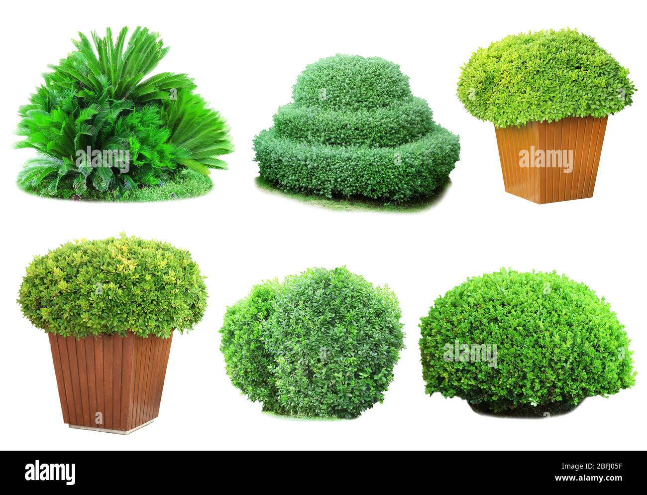 Collage green bushes isolated on white Stock Photo - Alamy