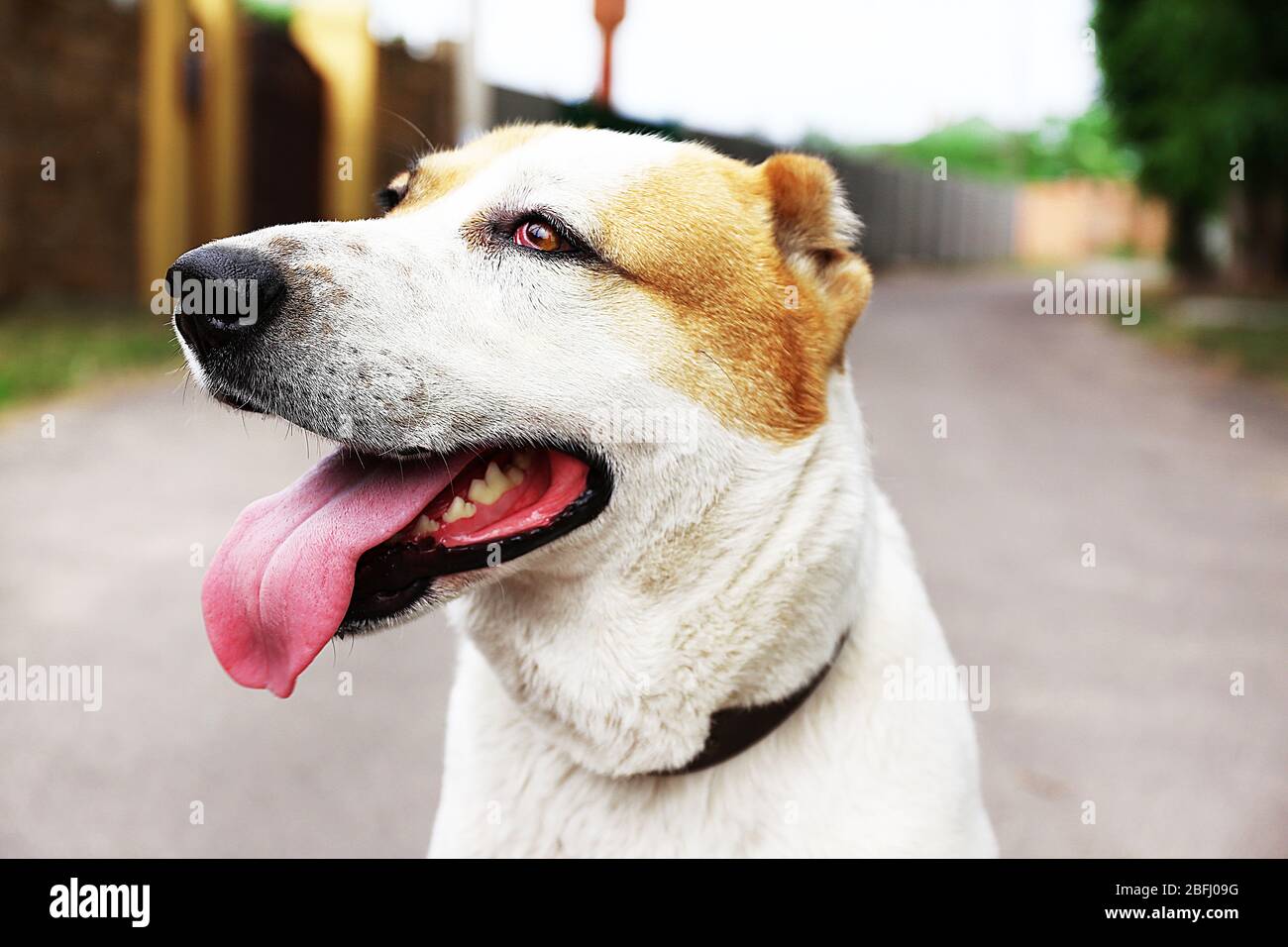 Alabai dog hi-res stock photography and images - Alamy