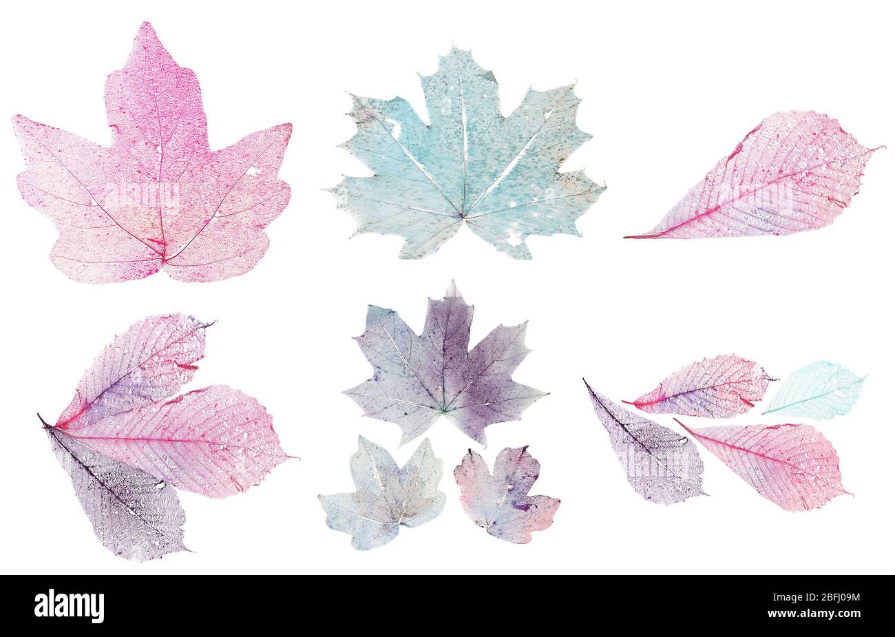 Transparent leaves isolated on white Stock Photo - Alamy