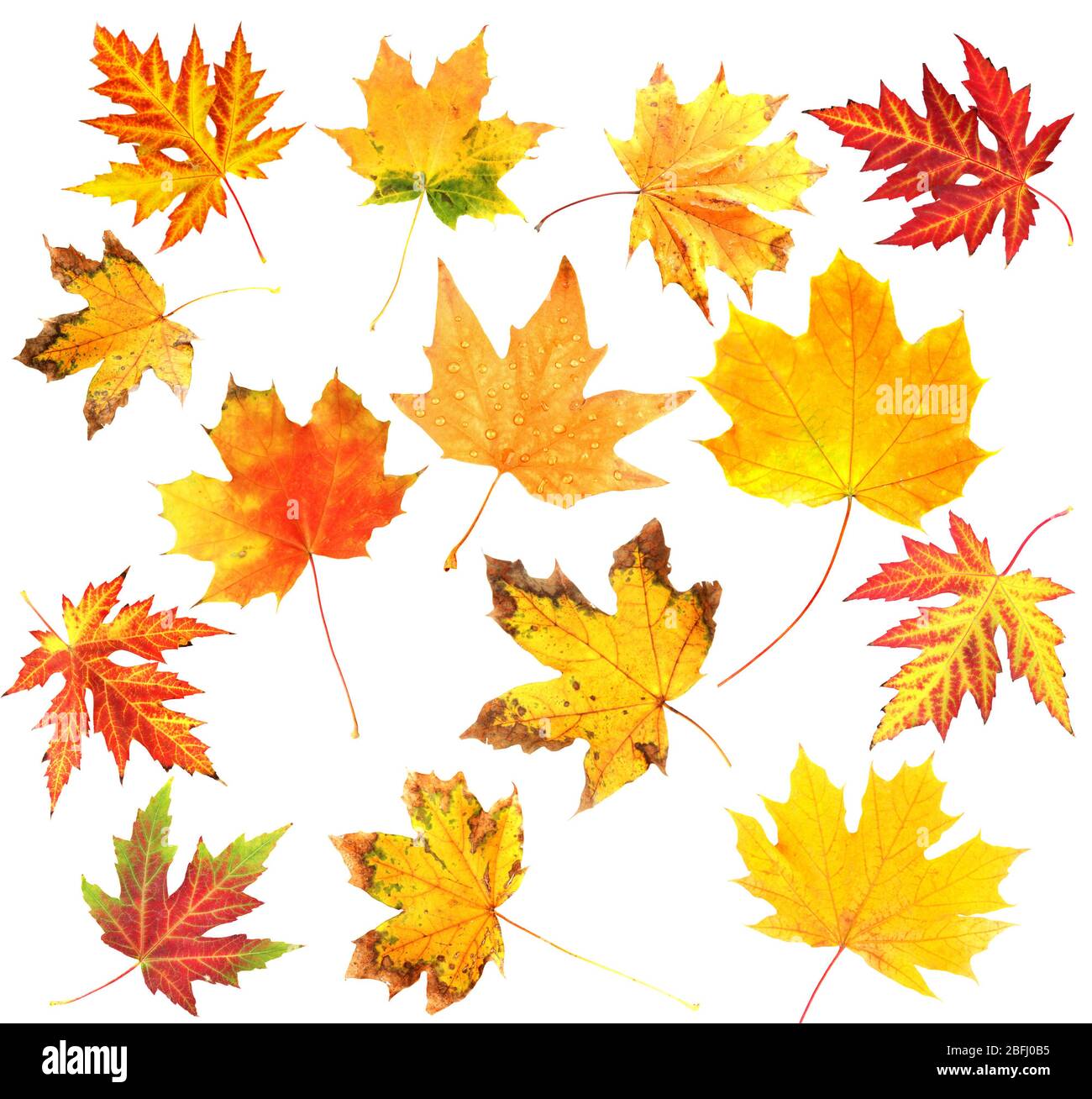 Autumn leaves collage isolated on white Stock Photo - Alamy
