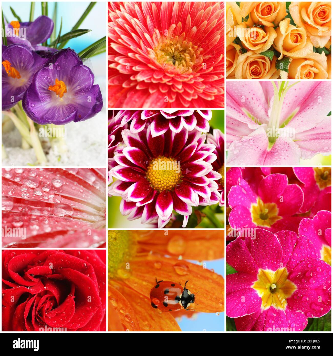 Collage of beautiful flowers with water drops Stock Photo - Alamy
