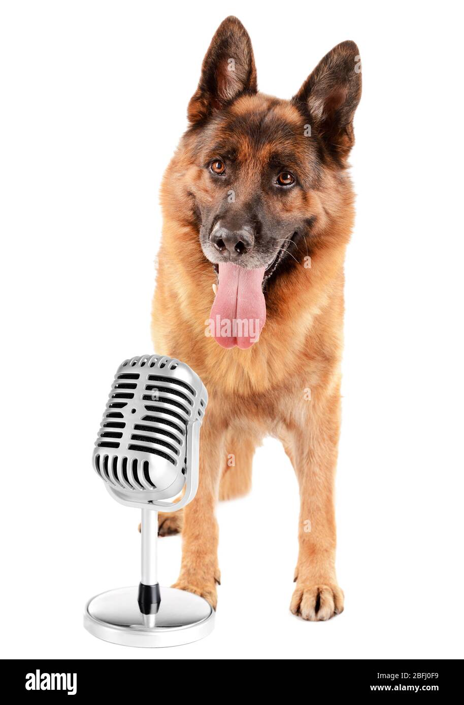 Cute dog with microphone isolated on white Stock Photo - Alamy