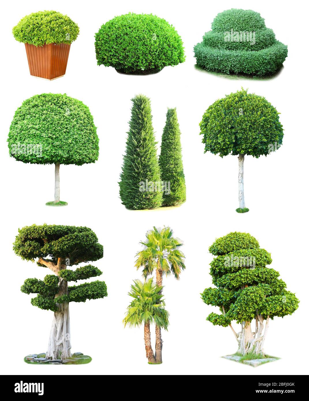 Collage of green trees and bushes isolated on white Stock Photo - Alamy