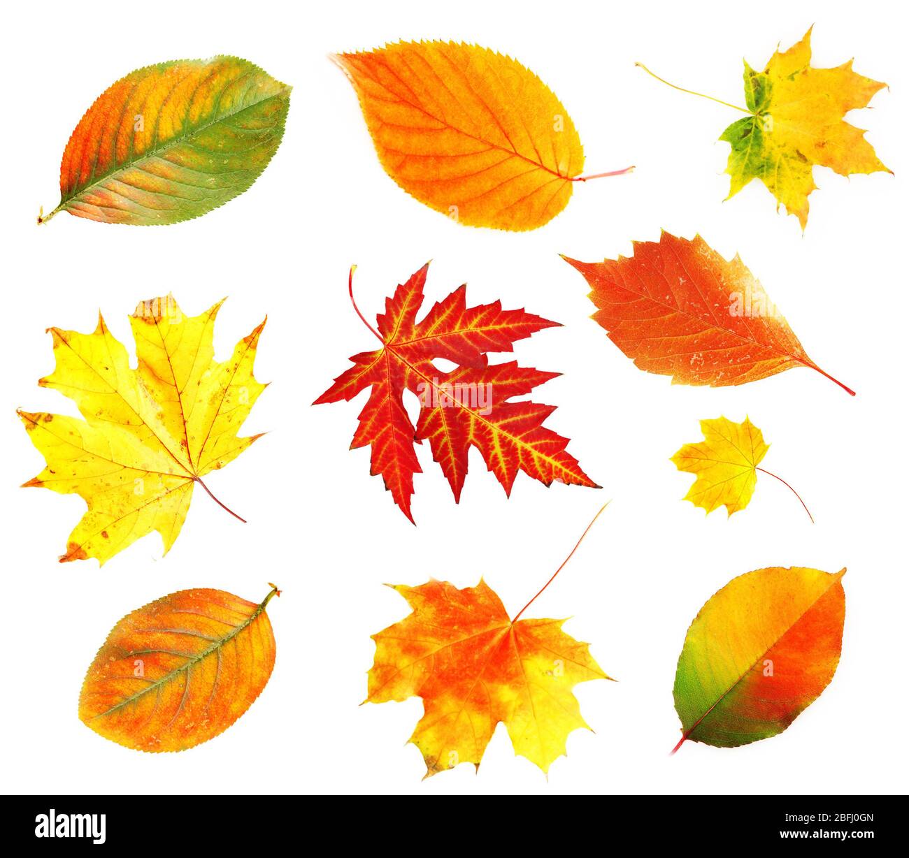 Autumn leaves collage isolated on white Stock Photo - Alamy