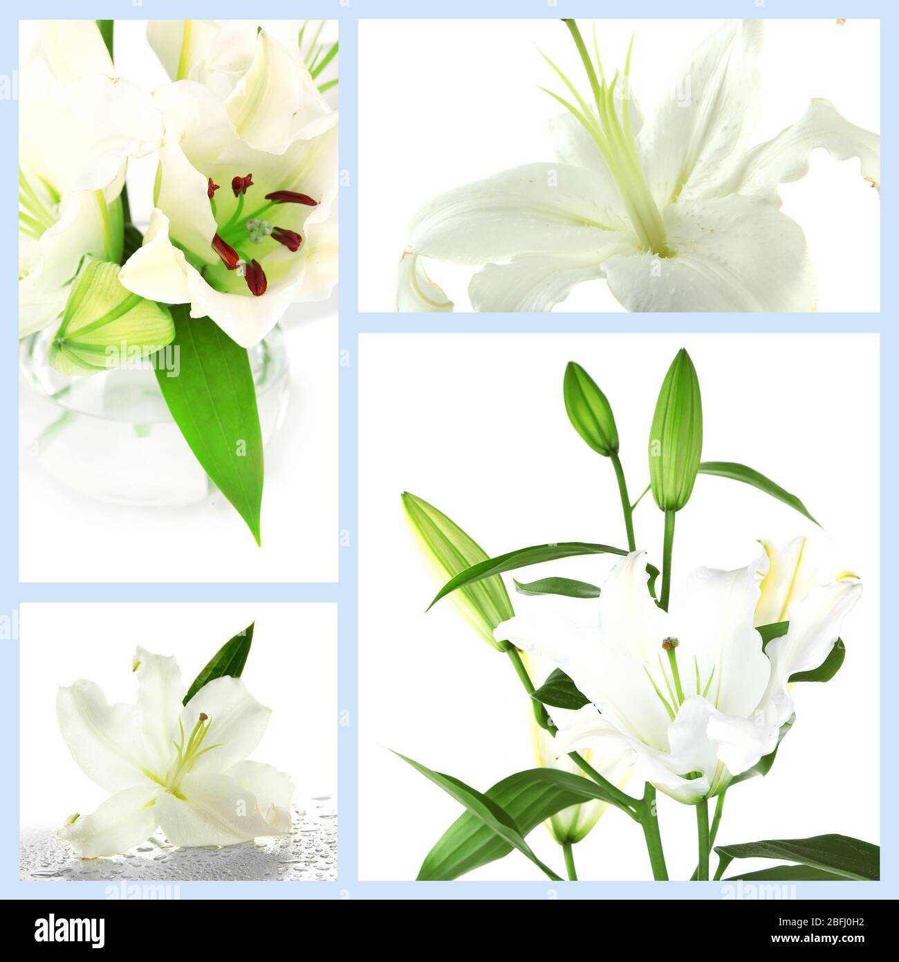 Collage of beautiful white lilies Stock Photo - Alamy