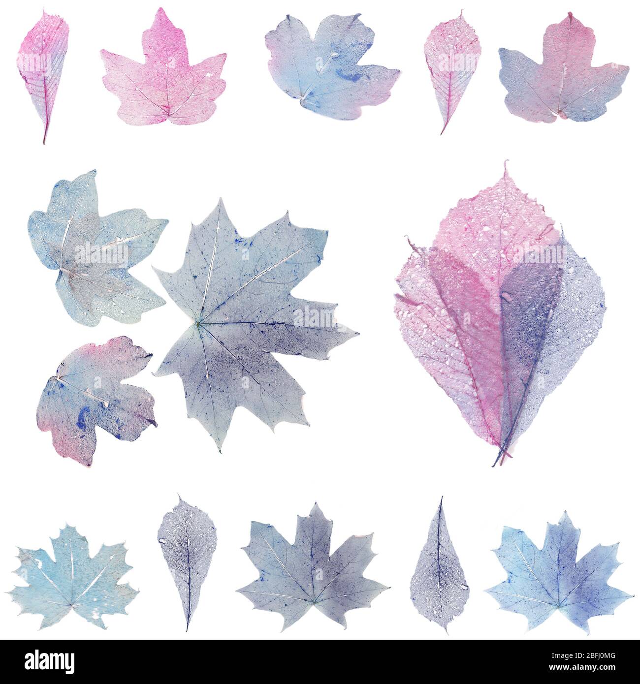 Transparent leaves isolated on white Stock Photo - Alamy