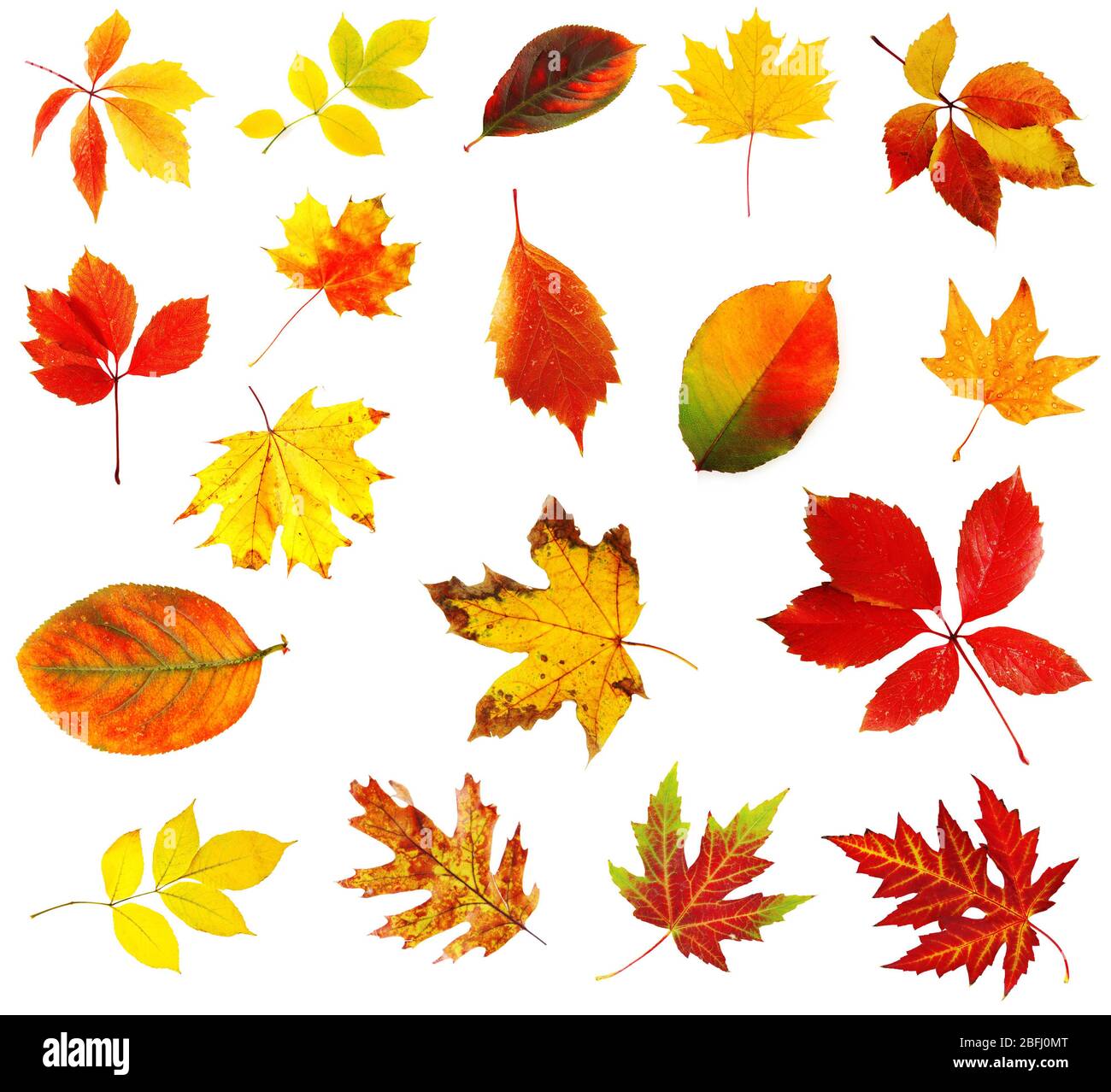Autumn leaves collage isolated on white Stock Photo - Alamy
