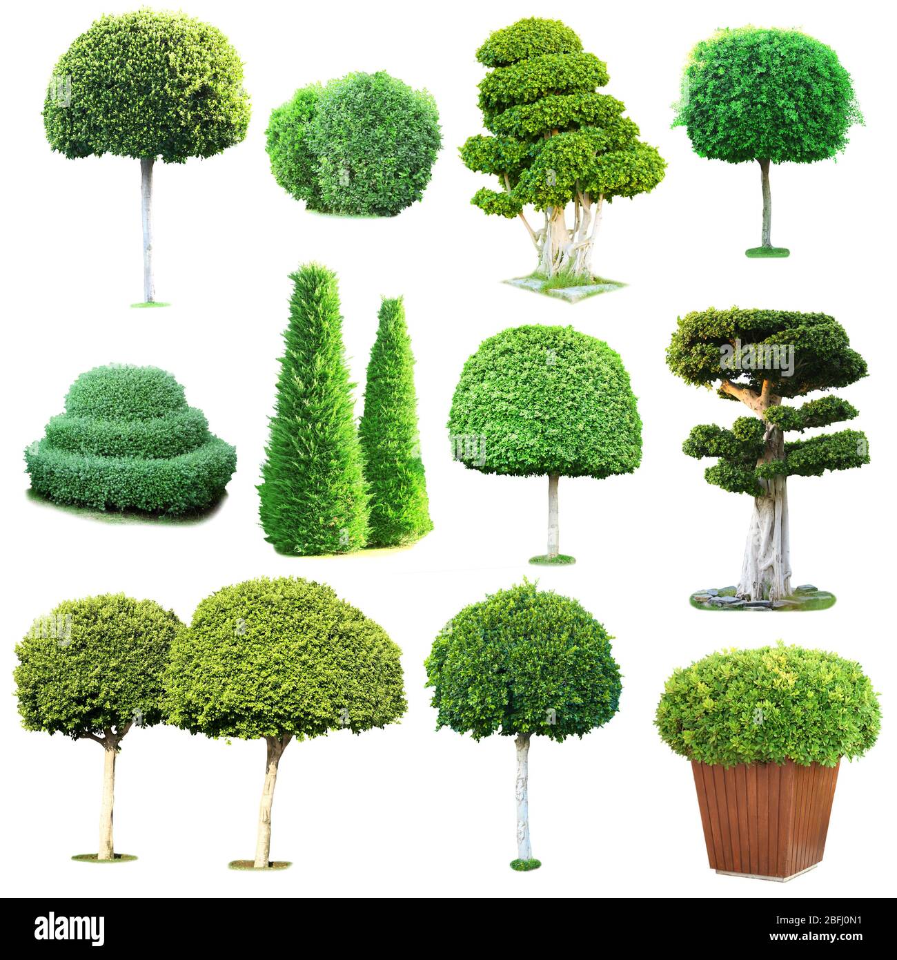 Collage of green trees and bushes isolated on white Stock Photo - Alamy