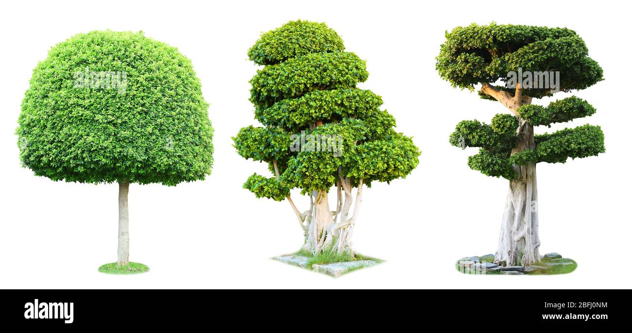 Collage of green trees isolated on white Stock Photo - Alamy
