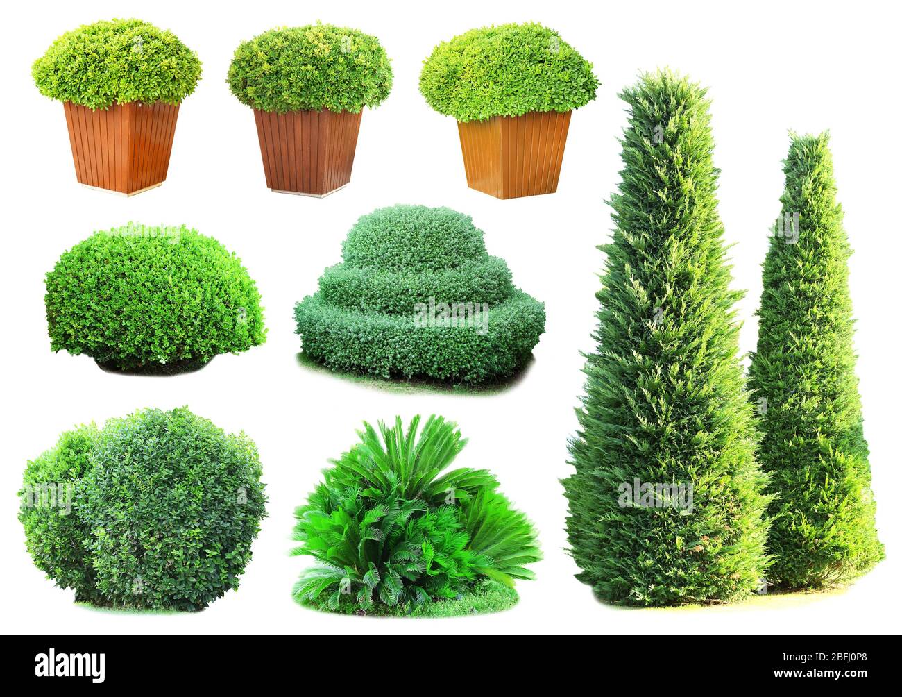 Collage of green bushes isolated on white Stock Photo - Alamy