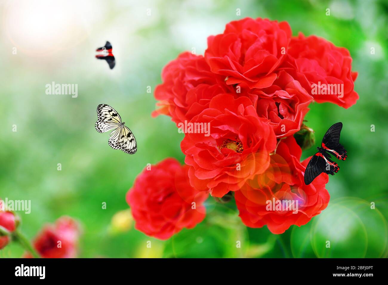 Land card butterfly hi-res stock photography and images - Alamy