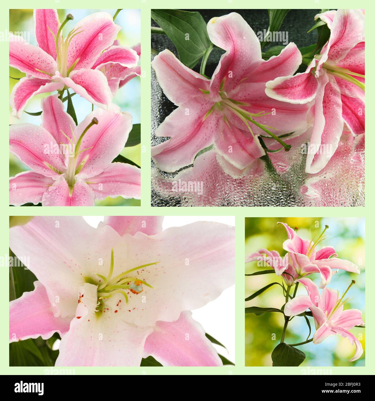 Collage of beautiful pink lilies Stock Photo - Alamy