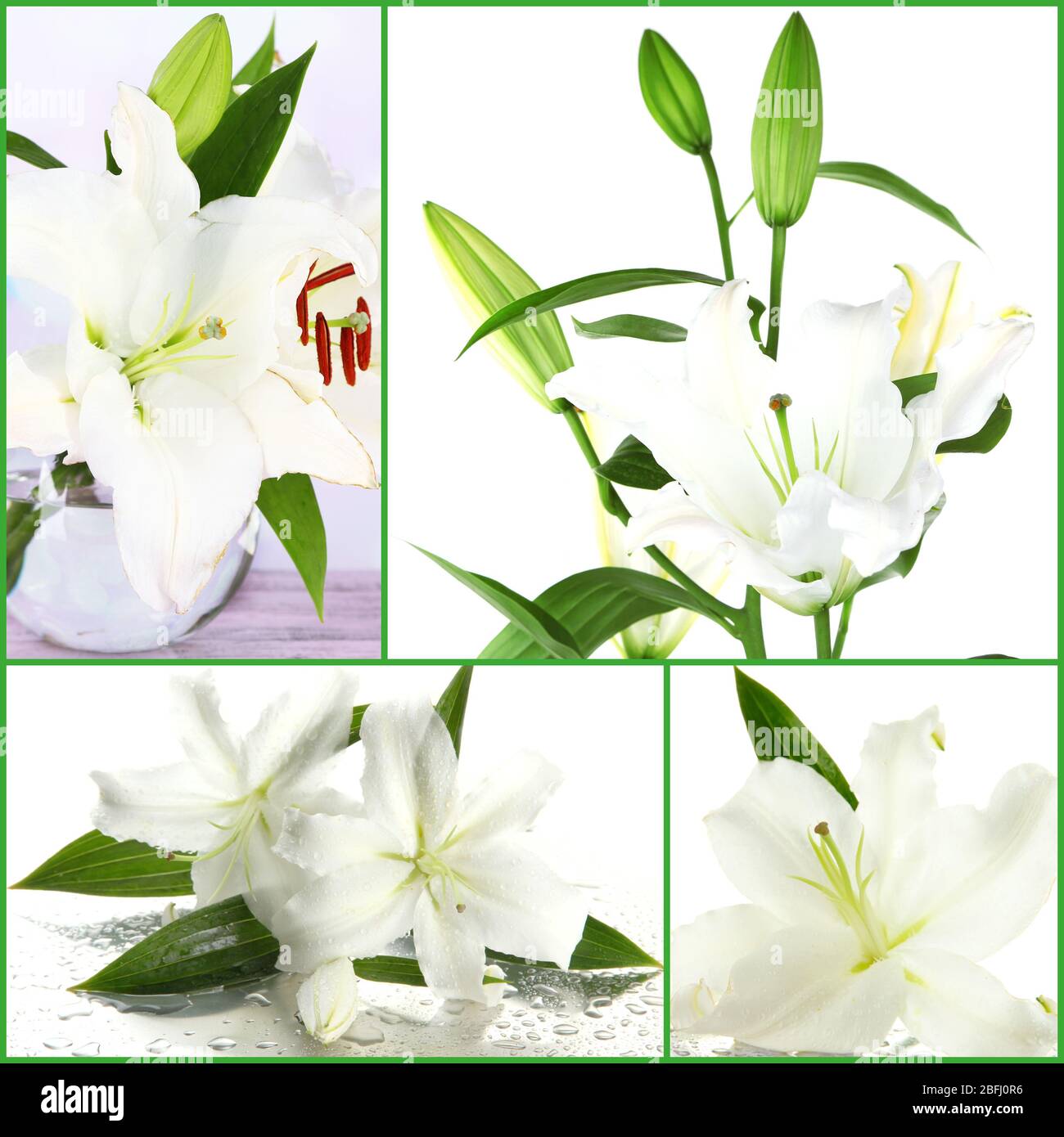 Collage of beautiful white lilies Stock Photo - Alamy