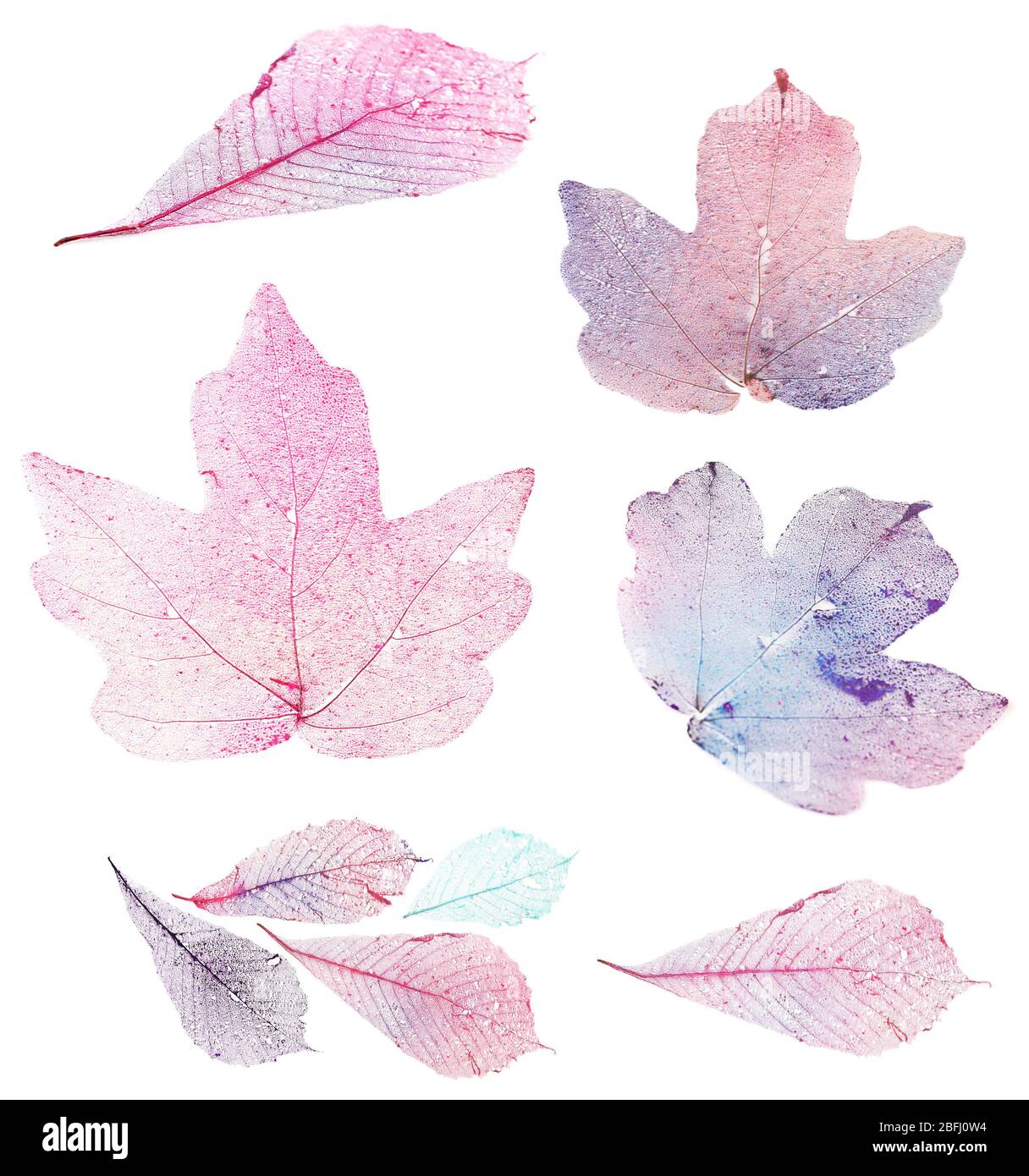 Transparent leaves isolated on white Stock Photo - Alamy