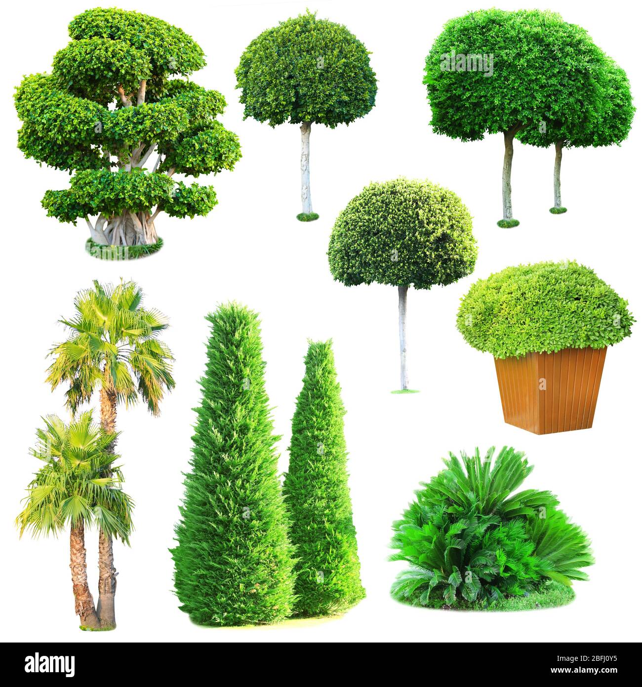 Collage of green trees and bushes isolated on white Stock Photo - Alamy