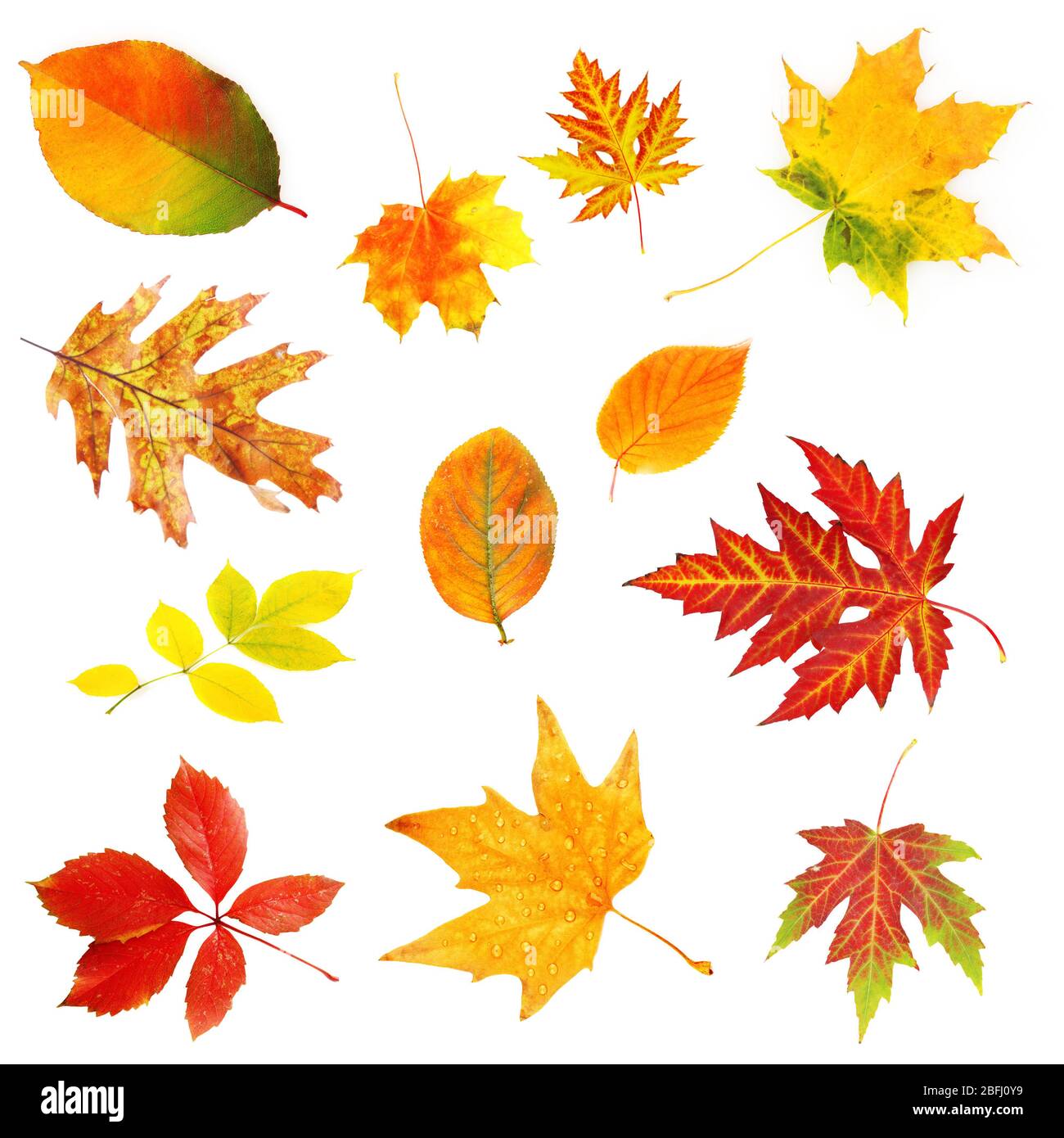 Autumn leaves collage isolated on white Stock Photo - Alamy